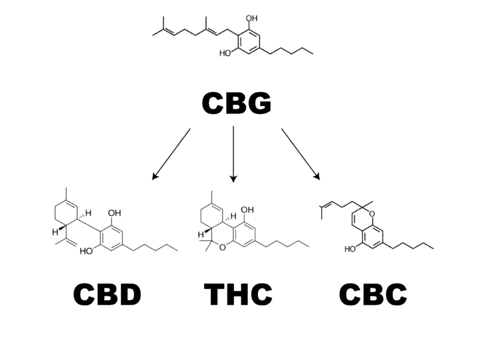 What is CBG? Find out here! | Danodan Hempworks